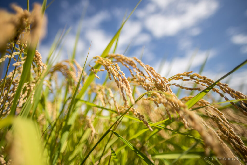 パワースポット | kobuchisawa SEKKI【公式サイト】